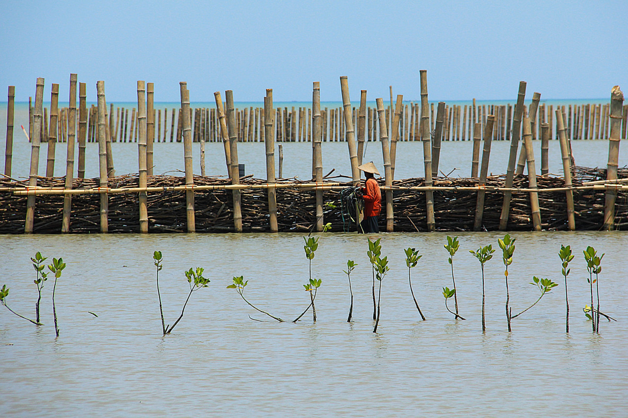 Boskalis Horizons: Eco ‘Shaping’ the Future — Restoring Mangroves ...